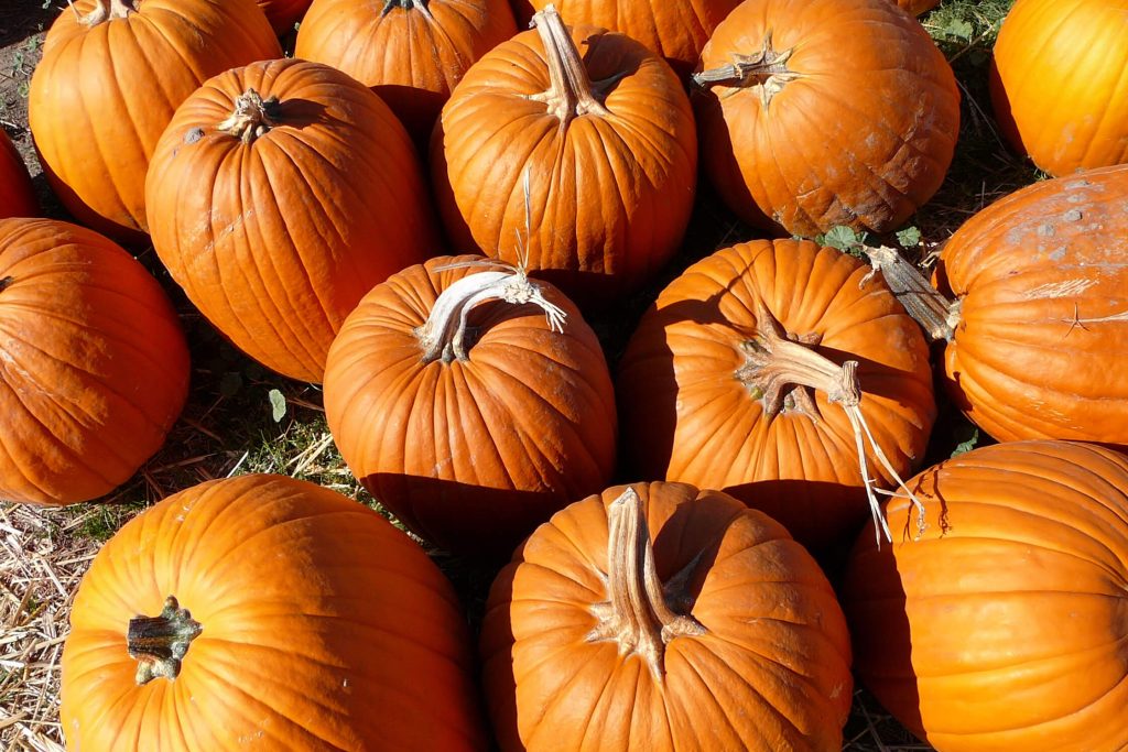 The Thanksgiving Six - The Source